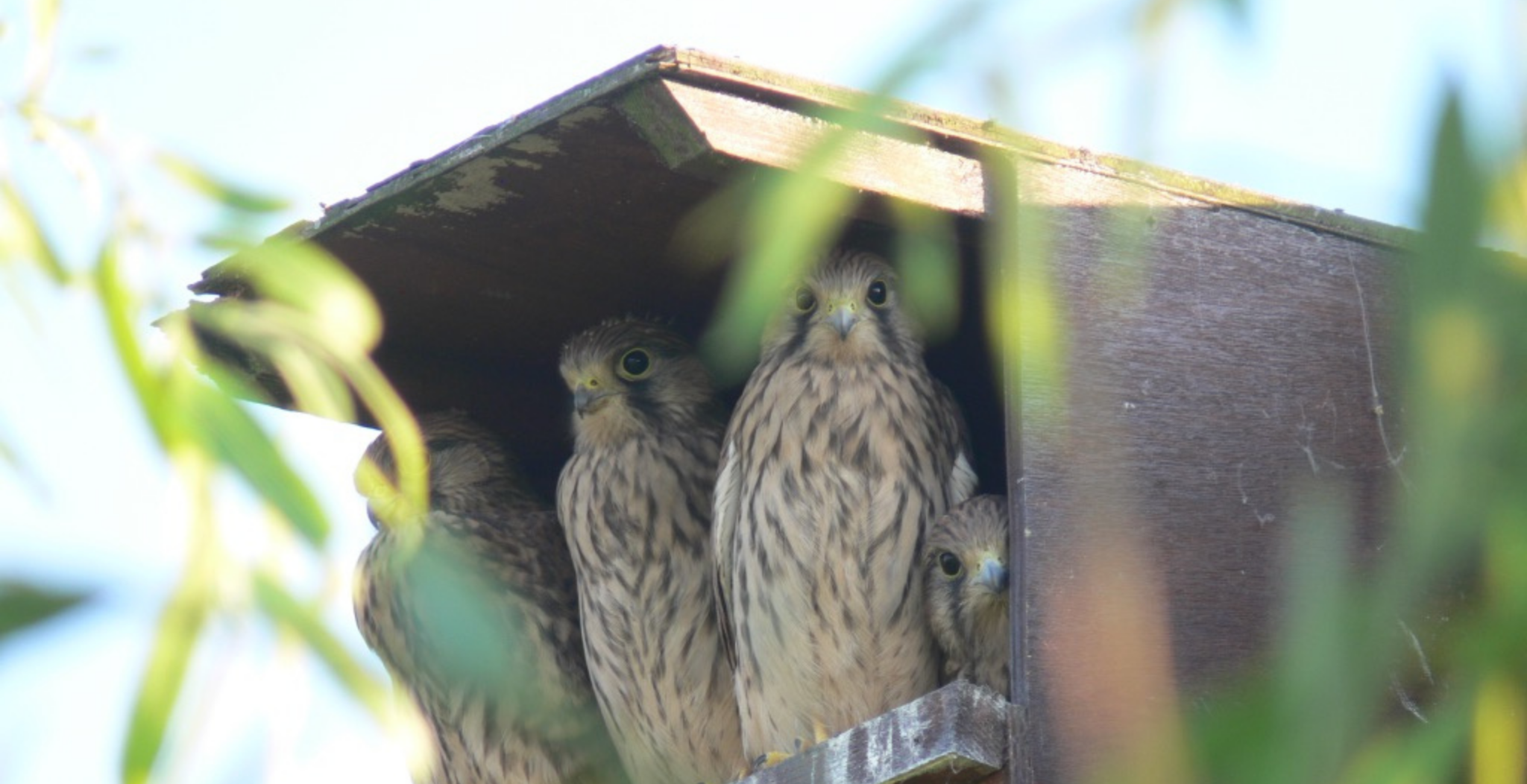 Bird watching - Camp de Rêves Glampsite Guernsey