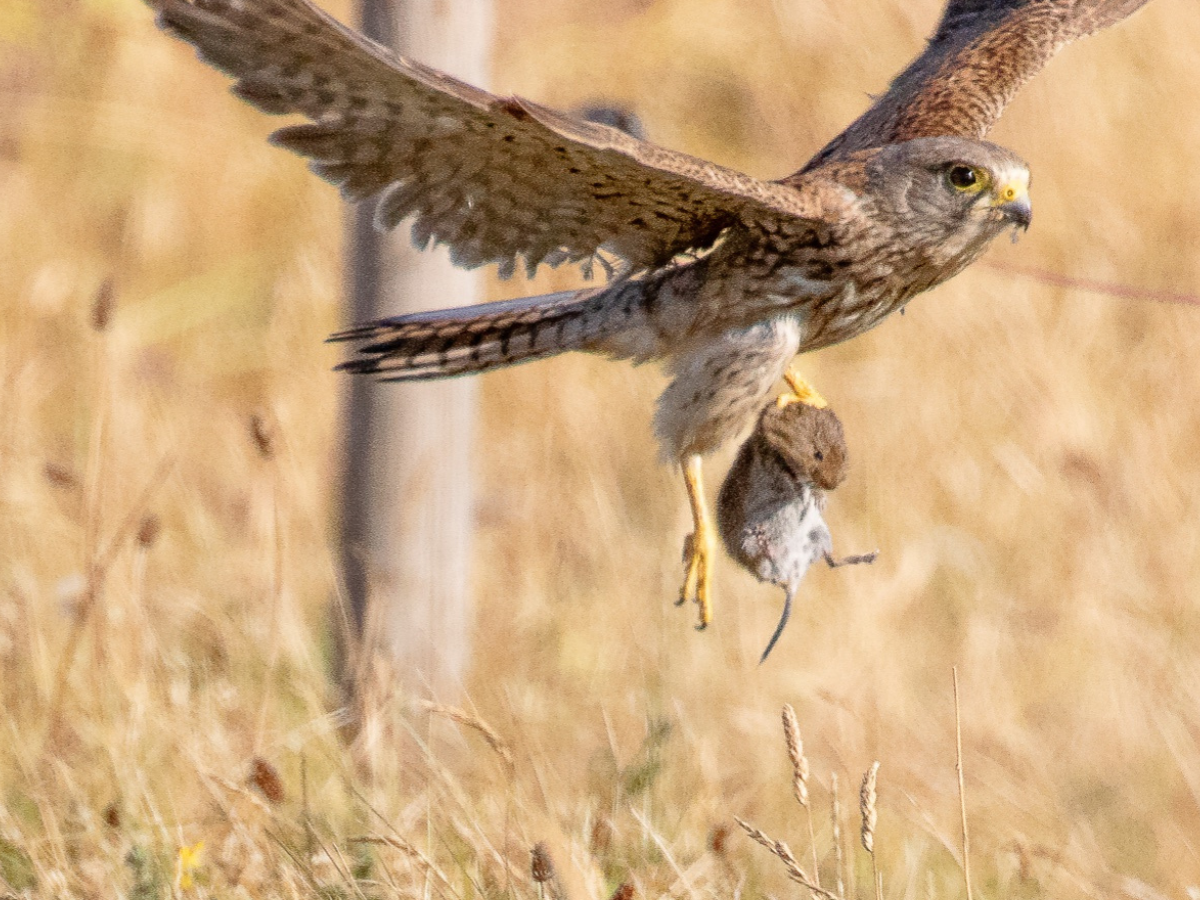 Your Eco-Friendly Retreat - Camp de Rêves Glampsite Guernsey